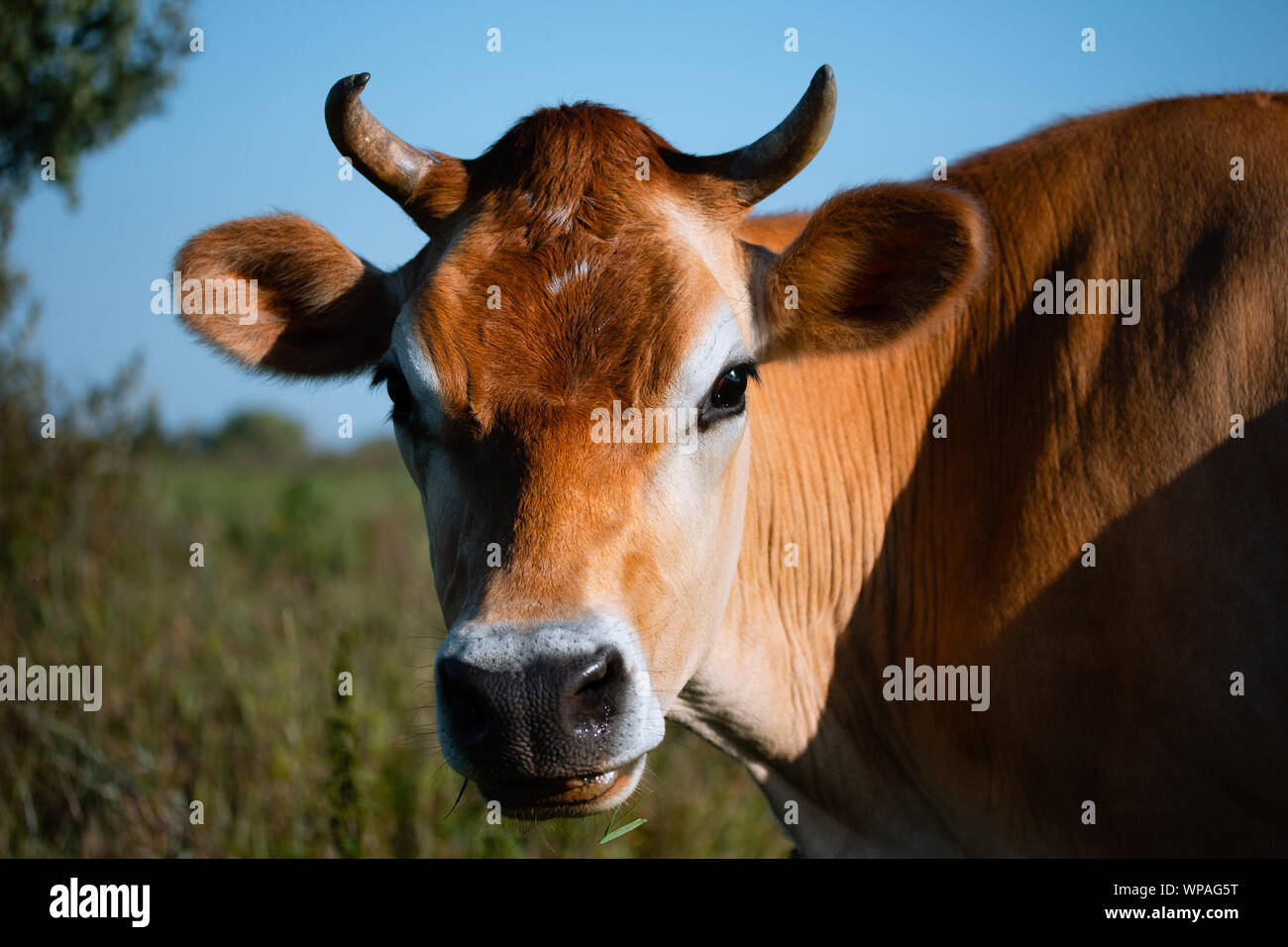 Light brown cow hi-res stock photography and images - Alamy