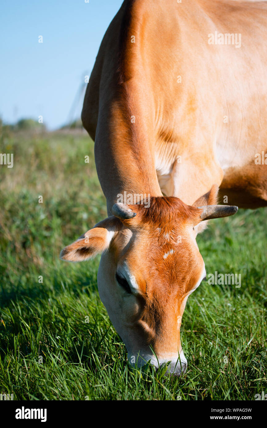Bullock cow cattle beef hi-res stock photography and images - Alamy