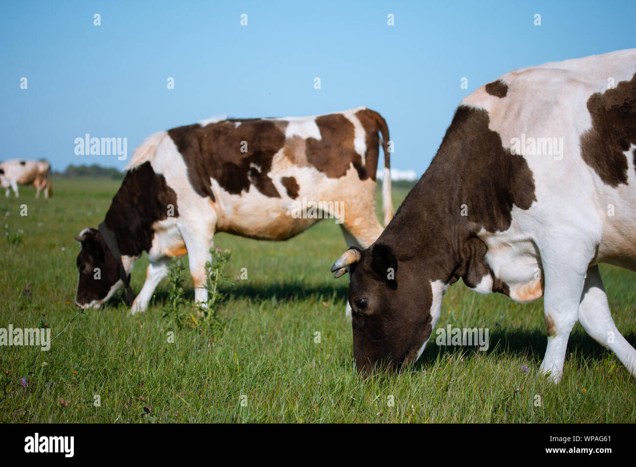 Calf and cows walking the green grass, baby ox eating in farmland Stock ...
