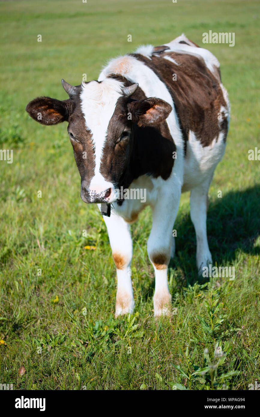 Bullock cow cattle beef hi-res stock photography and images - Alamy