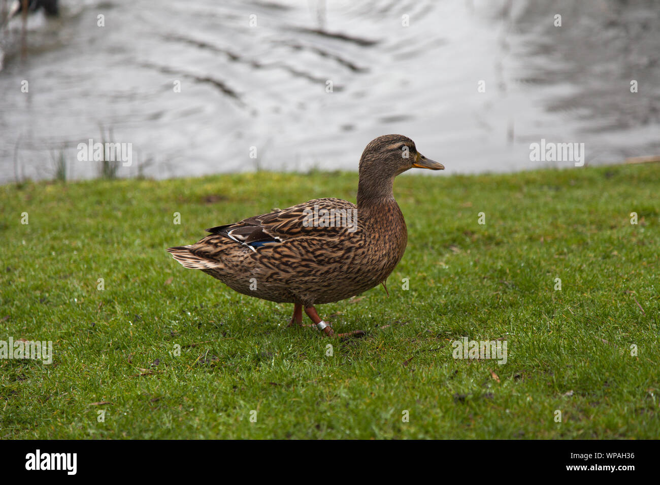 Protected duck hi-res stock photography and images - Alamy