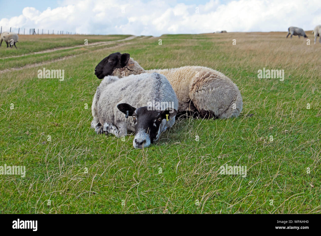 Older lamb hi-res stock photography and images - Alamy