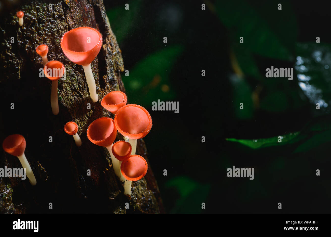 Fungi cup red Mushroom Champagne Cup or Pink burn cup,Tarzetta Rosea ...