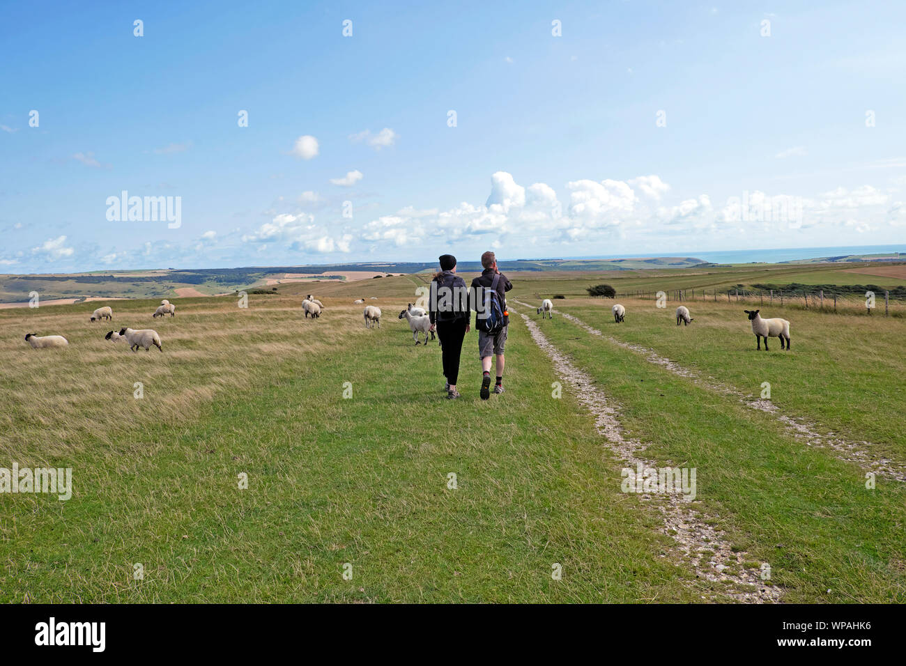 Walkers, hikers, people rear back view and sheep in the landscape ...
