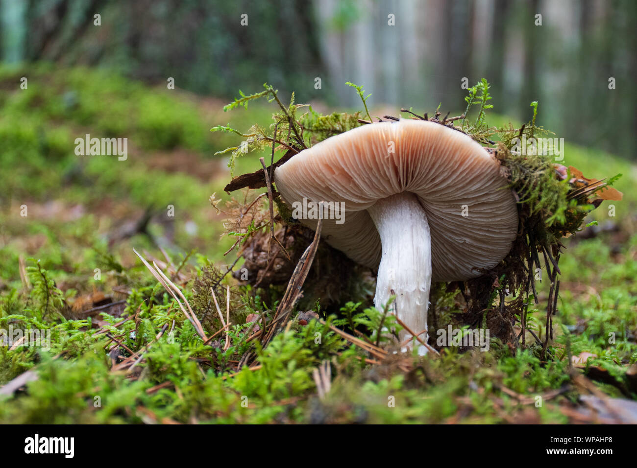 Edible mushroom new forest hi-res stock photography and images - Alamy