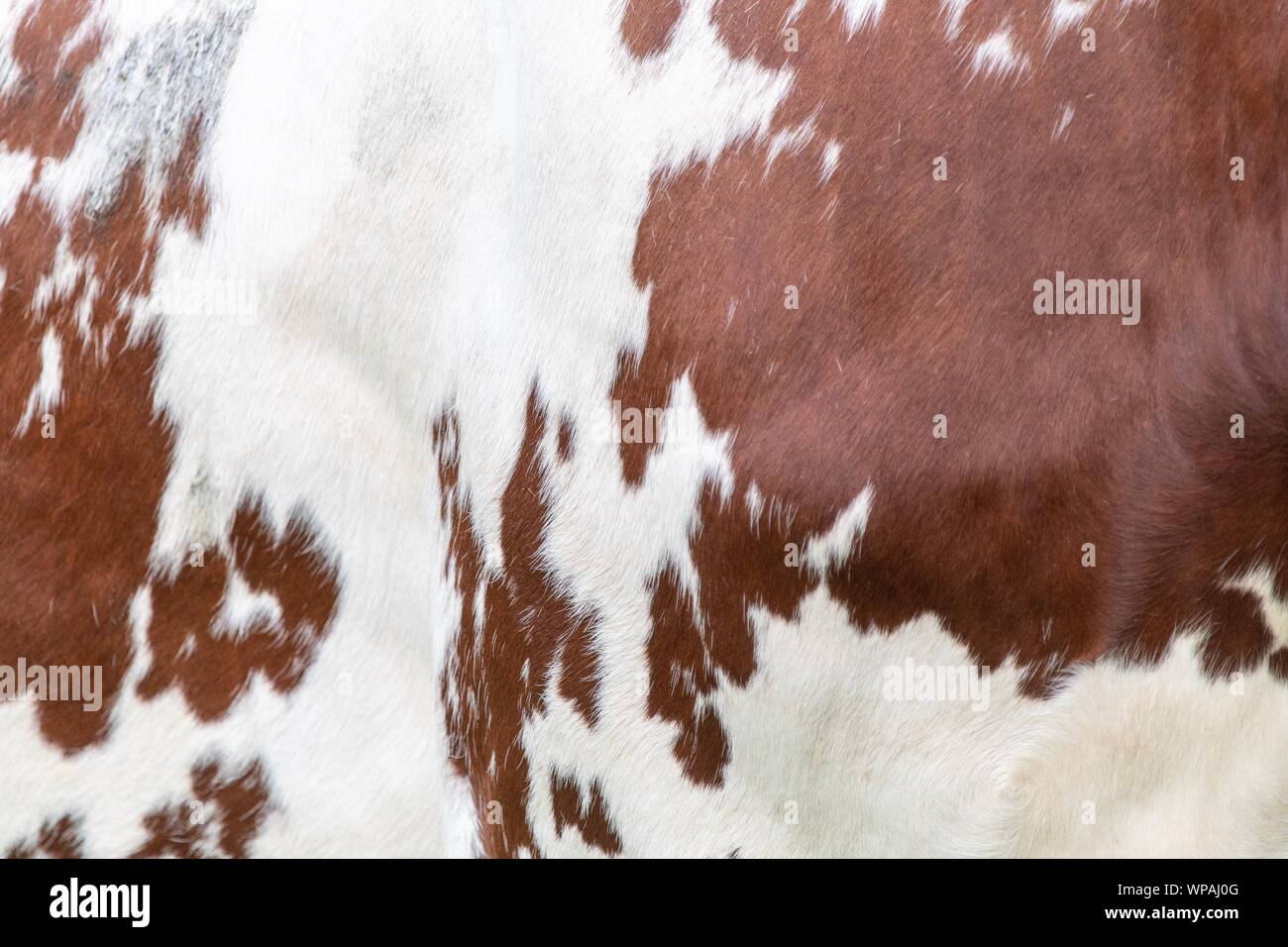 A close up photo of a brown and white cow hide Stock Photo - Alamy