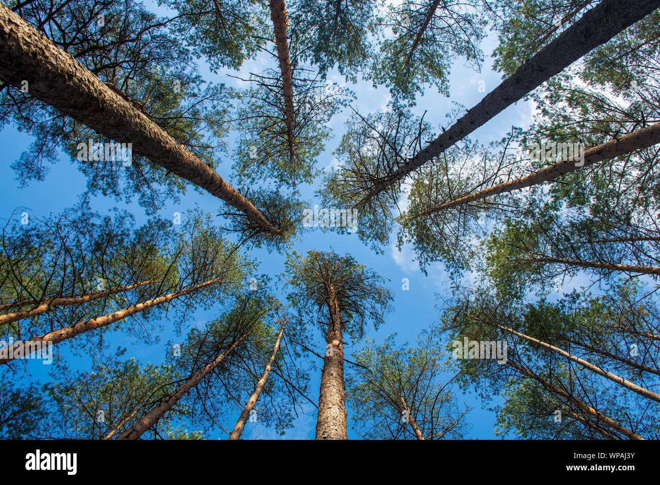 Beautiful bottom view of tall pine trees in evergreen forest with blue sky, shot from below ...