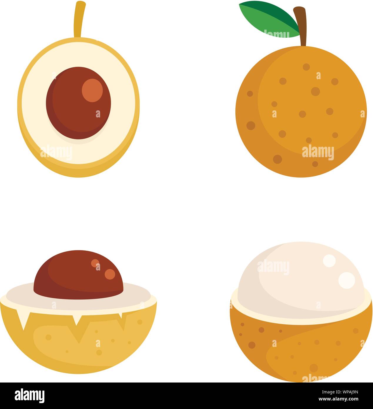 Longan icons set. Flat set of longan vector icons for web design Stock ...