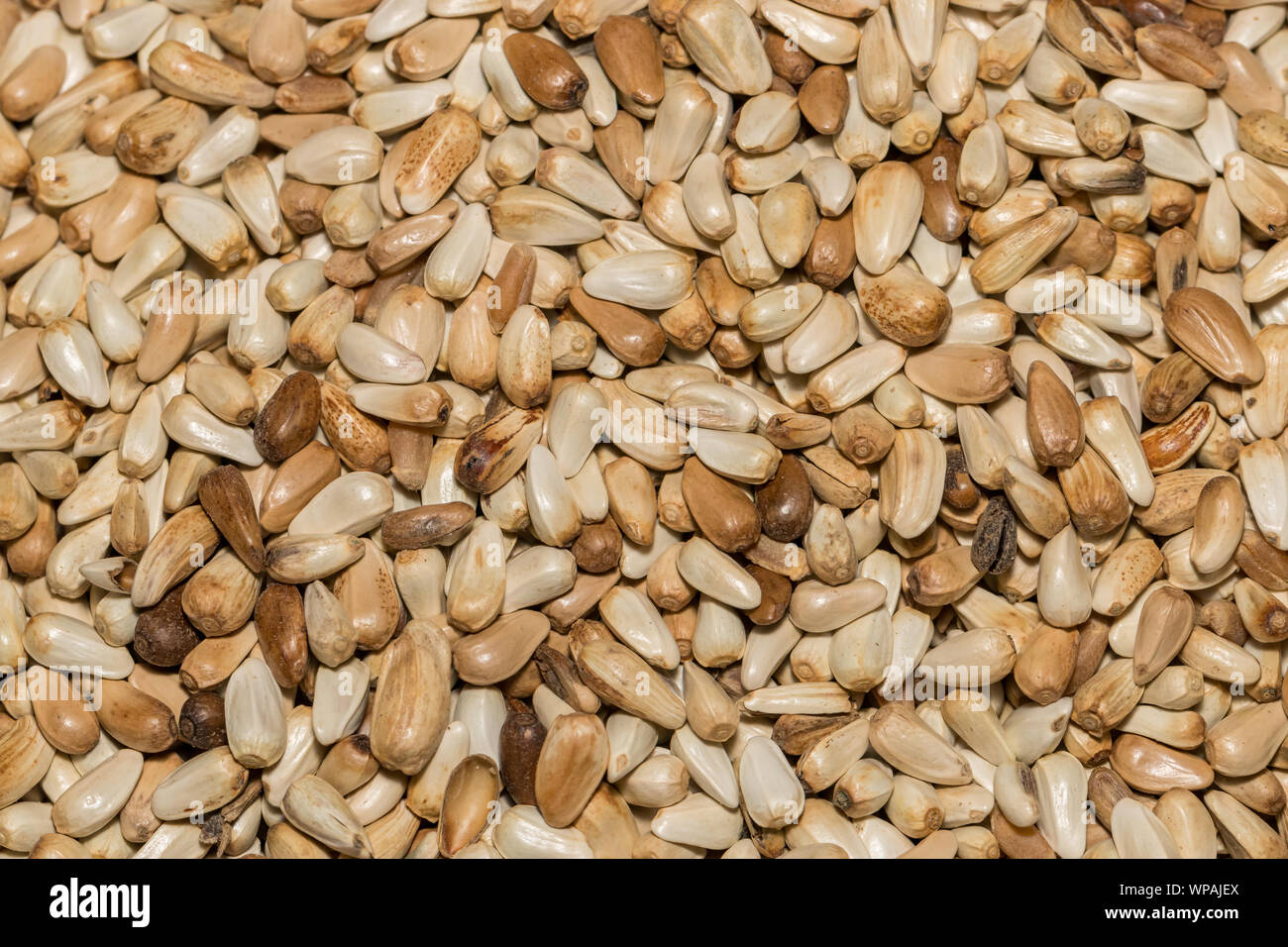 Closeup of Safflower seeds in a pile Stock Photo - Alamy