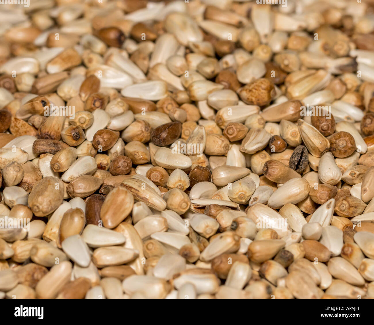 Safflower hi-res stock photography and images - Alamy
