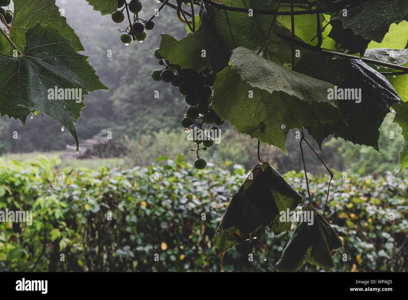 Silhouette of hanging grape twig with grape bunch and began to fade ...