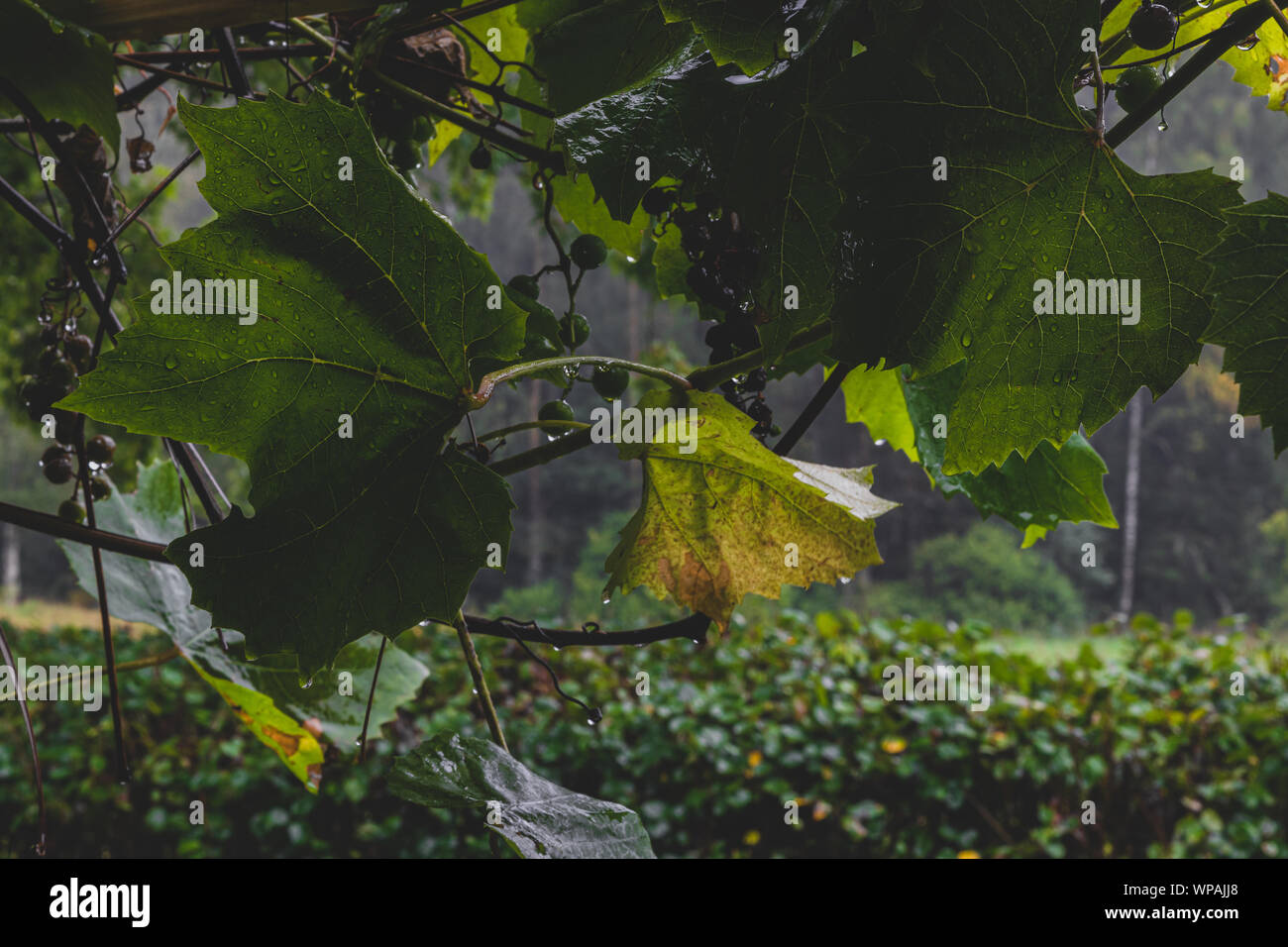 Silhouette of hanging grape twig with grape bunch and began to fade ...