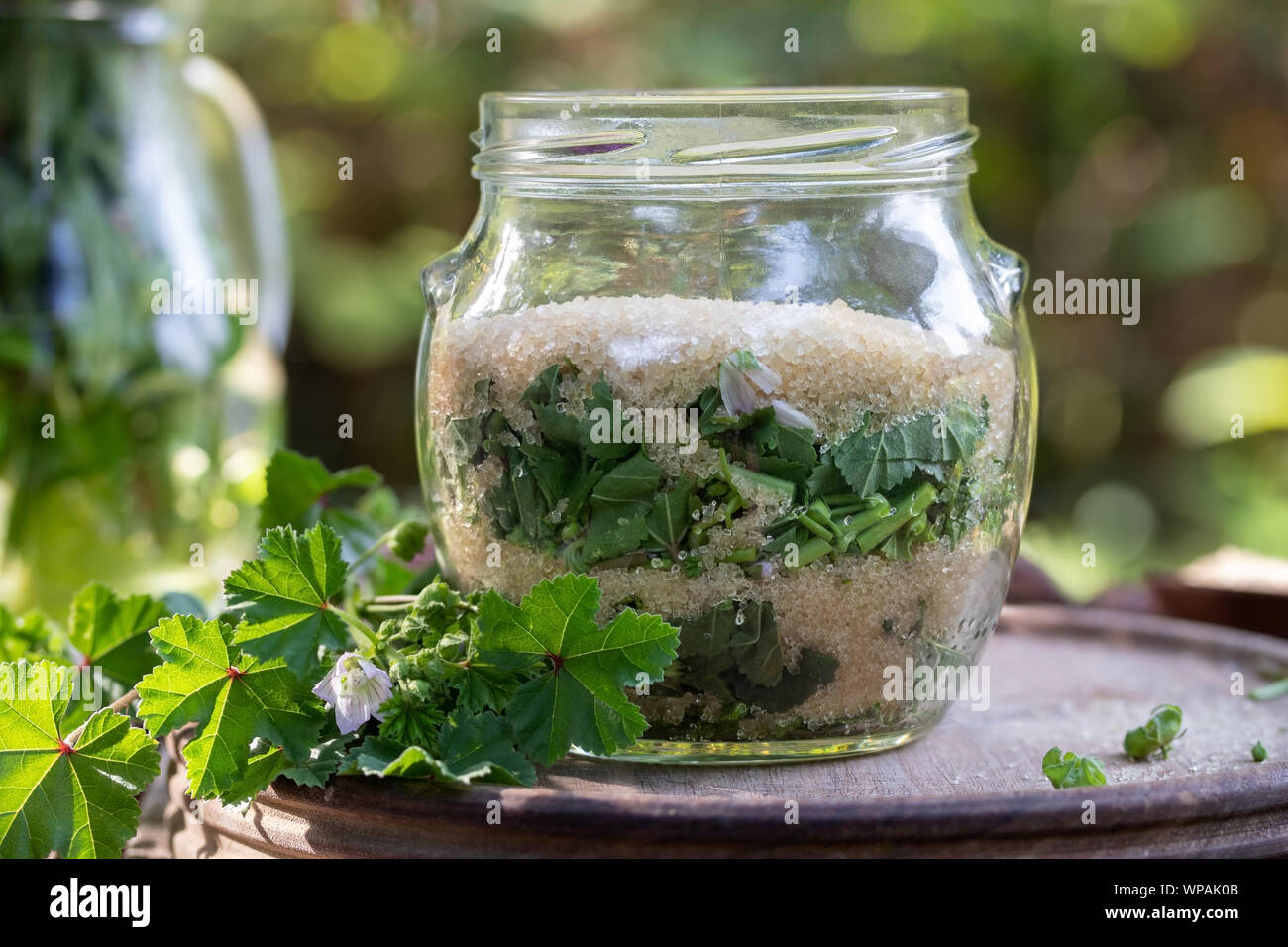 Preparation of mallow syrup against cough from fresh Malva neglecta ...