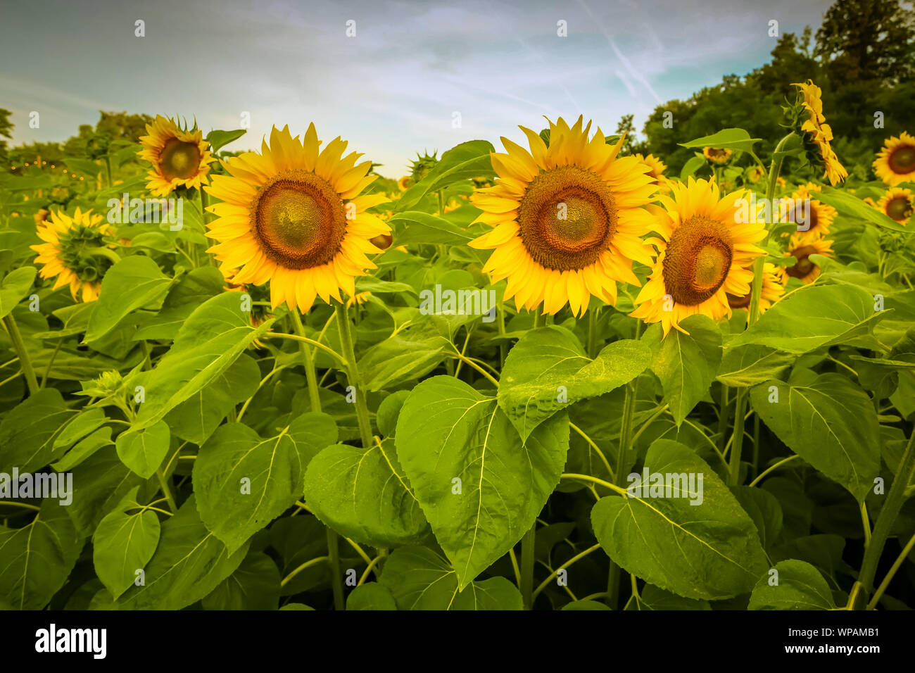 Sunflower field with the forest in the background Stock Photo - Alamy