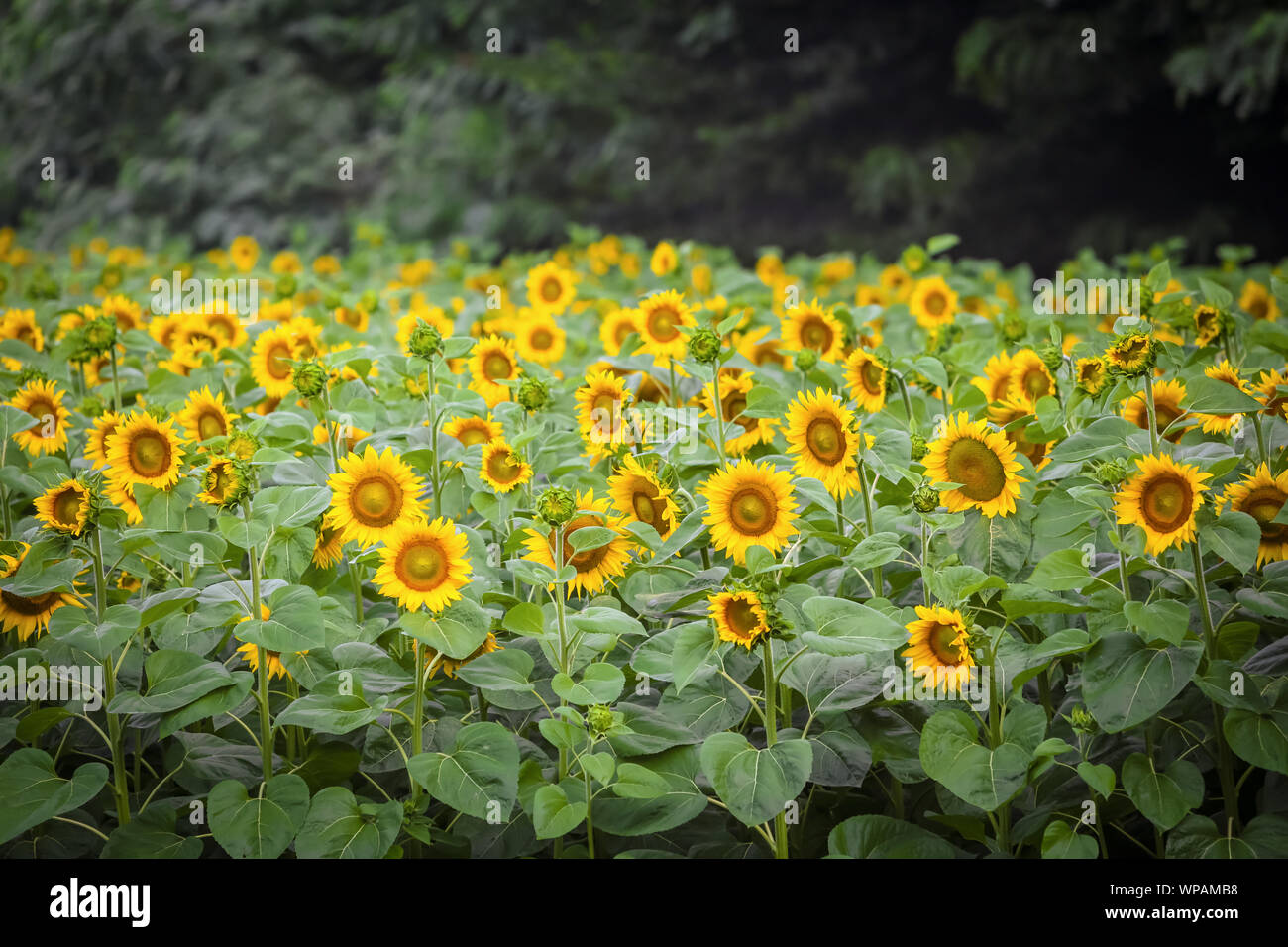 Sunflower field with the forest in the background Stock Photo - Alamy
