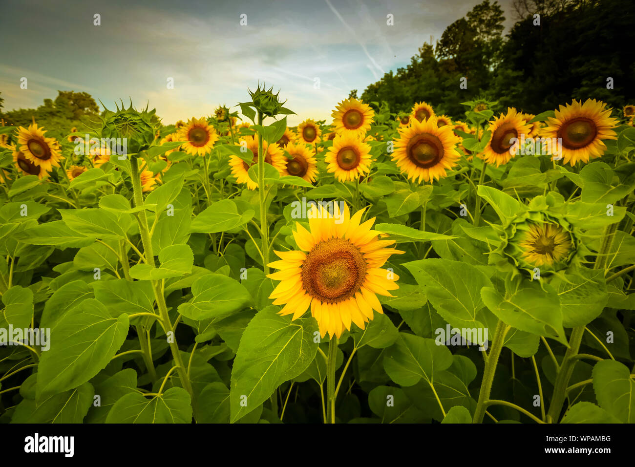 Sunflower field with the forest in the background Stock Photo - Alamy