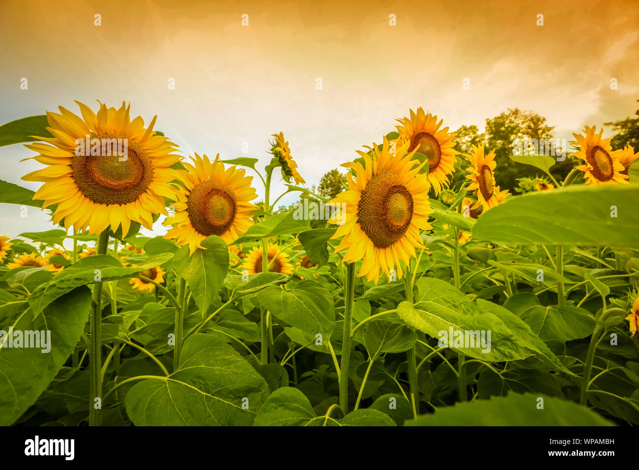 Sunflower field with the forest in the background Stock Photo - Alamy