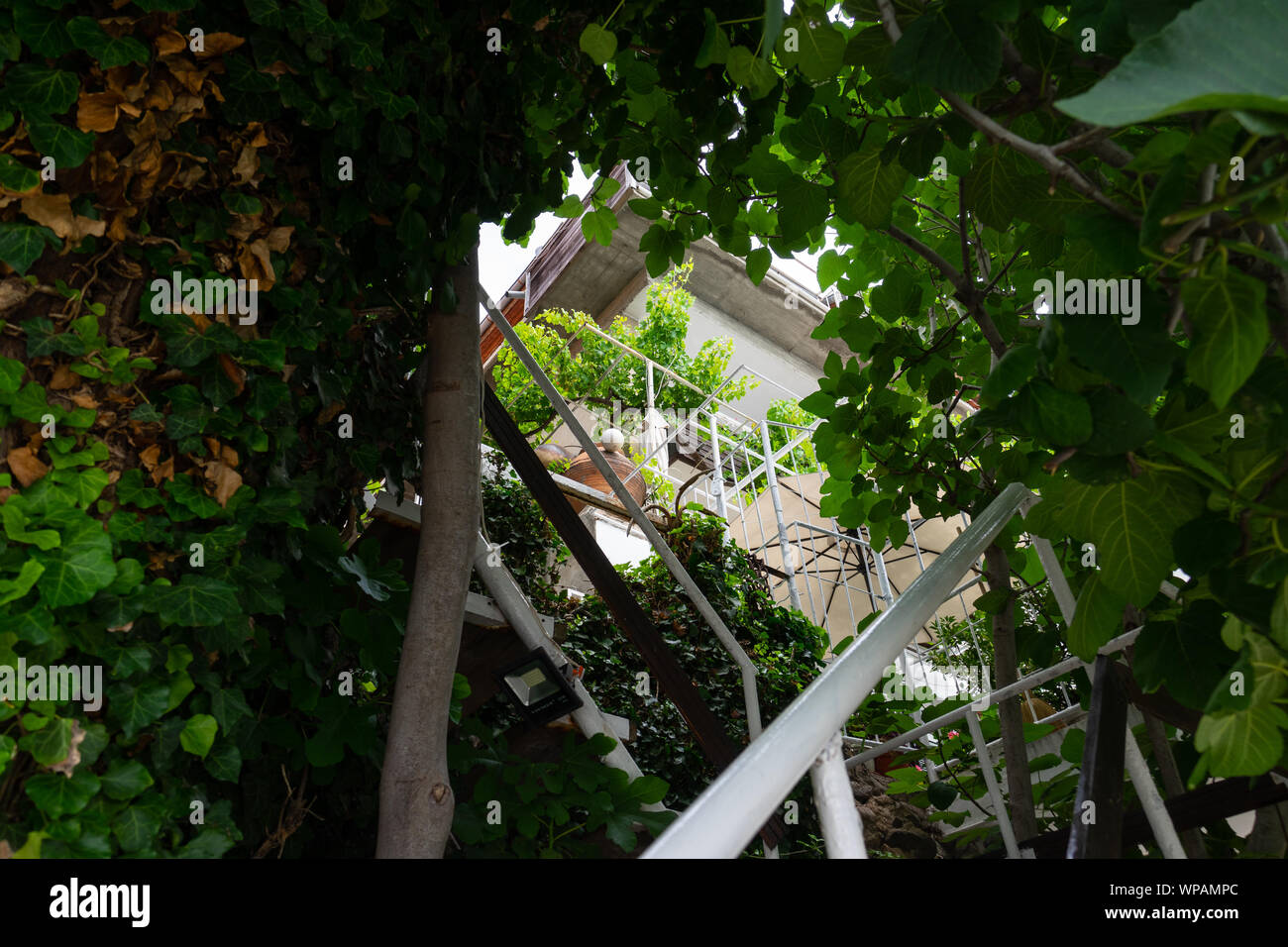 Stairway through trees hi-res stock photography and images - Alamy