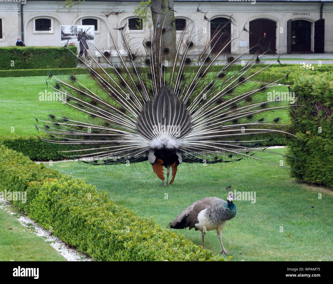 Reluctant hi-res stock photography and images - Alamy