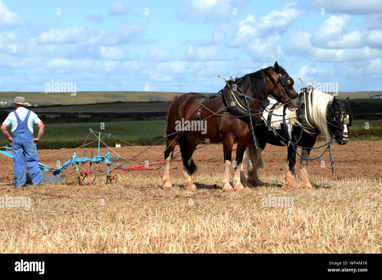 Team of 2 Cobb horses and driver rest after Gower Plowing Match ...