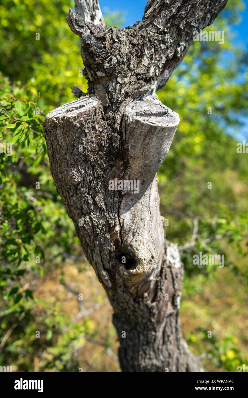 A fragment of a dry tree in the shape of the face of a mystical and ...