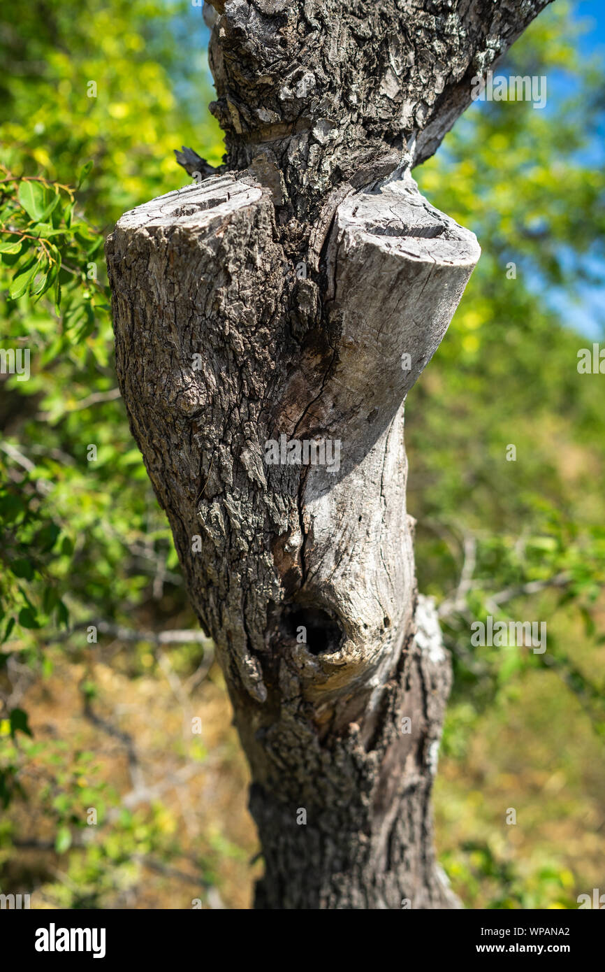 A fragment of a dry tree in the shape of the face of a mystical and ...