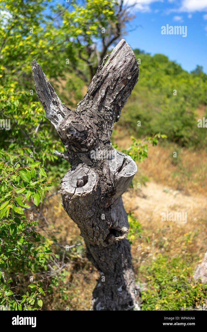 A fragment of a dry tree in the shape of the face of a mystical and ...