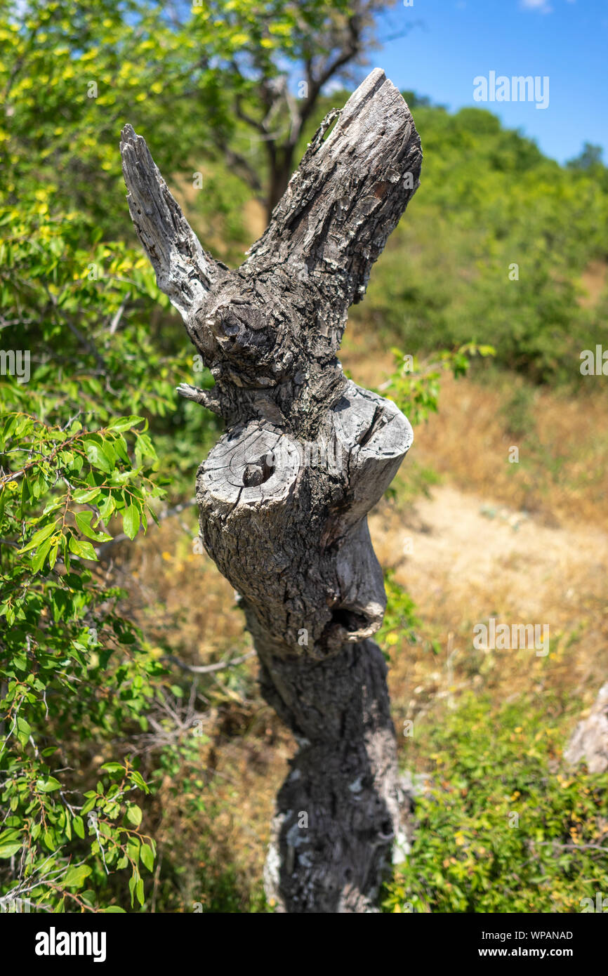 A fragment of a dry tree in the shape of the face of a mystical and ...