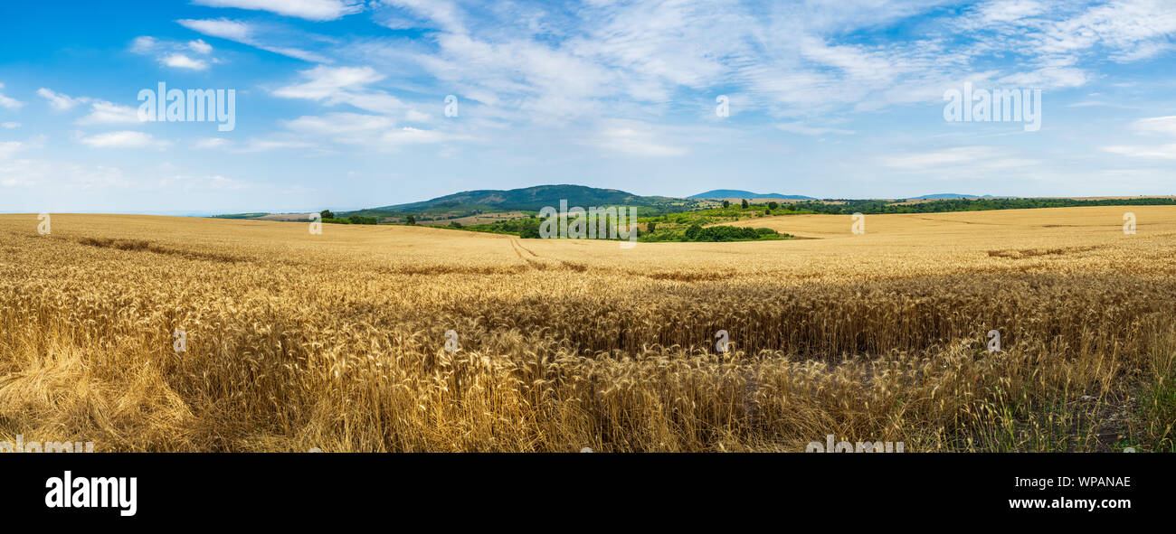Corn start hi-res stock photography and images - Alamy