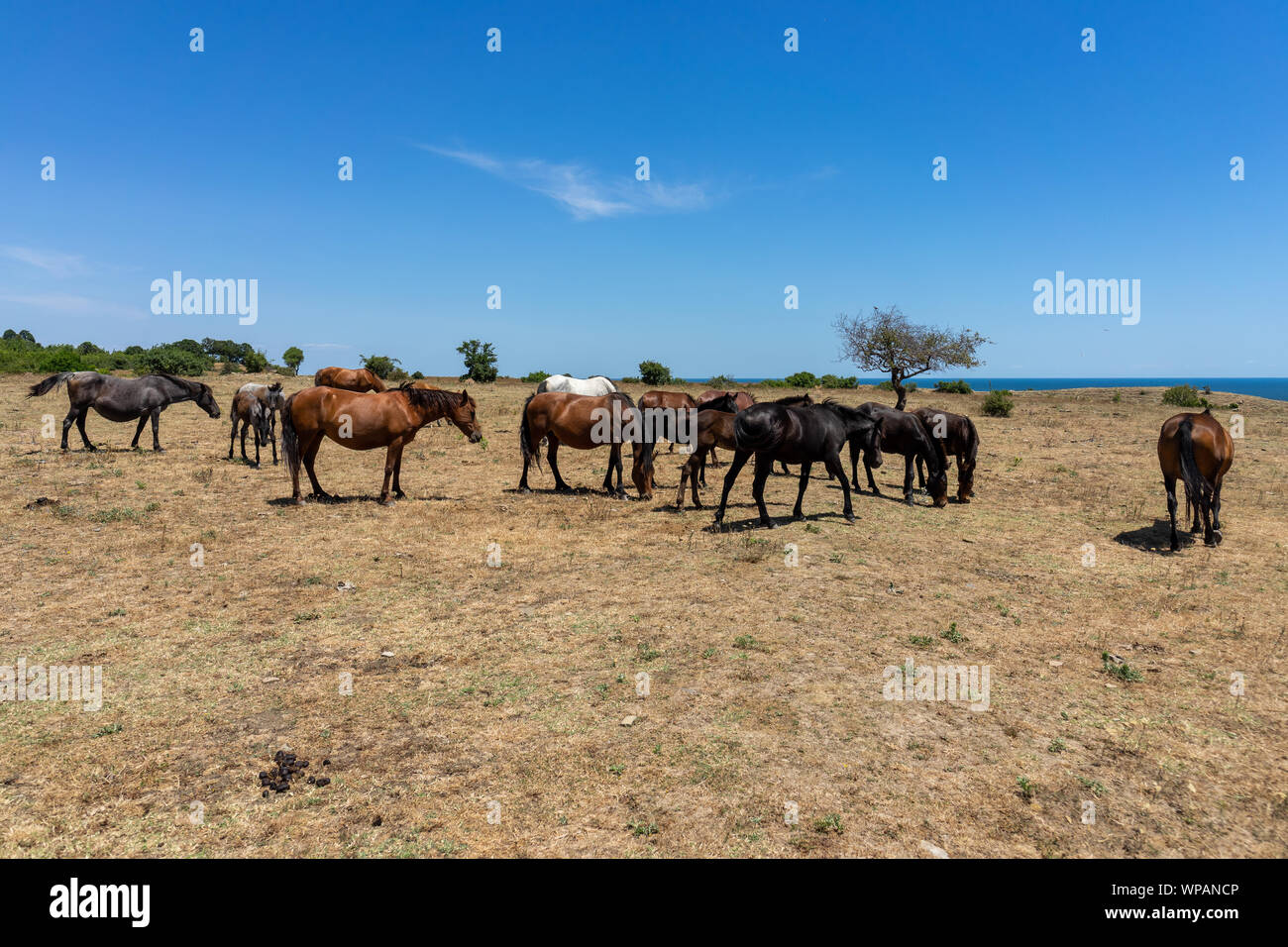 Bulgarian animals hi-res stock photography and images - Alamy