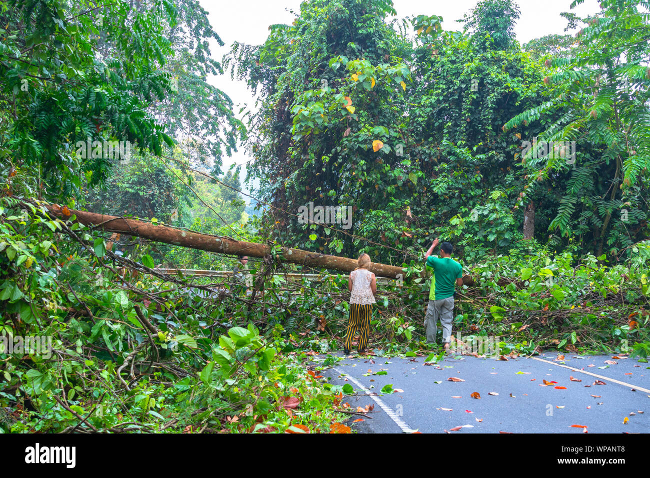 The fallen tree closed the road traffic.Forest officials helped each ...