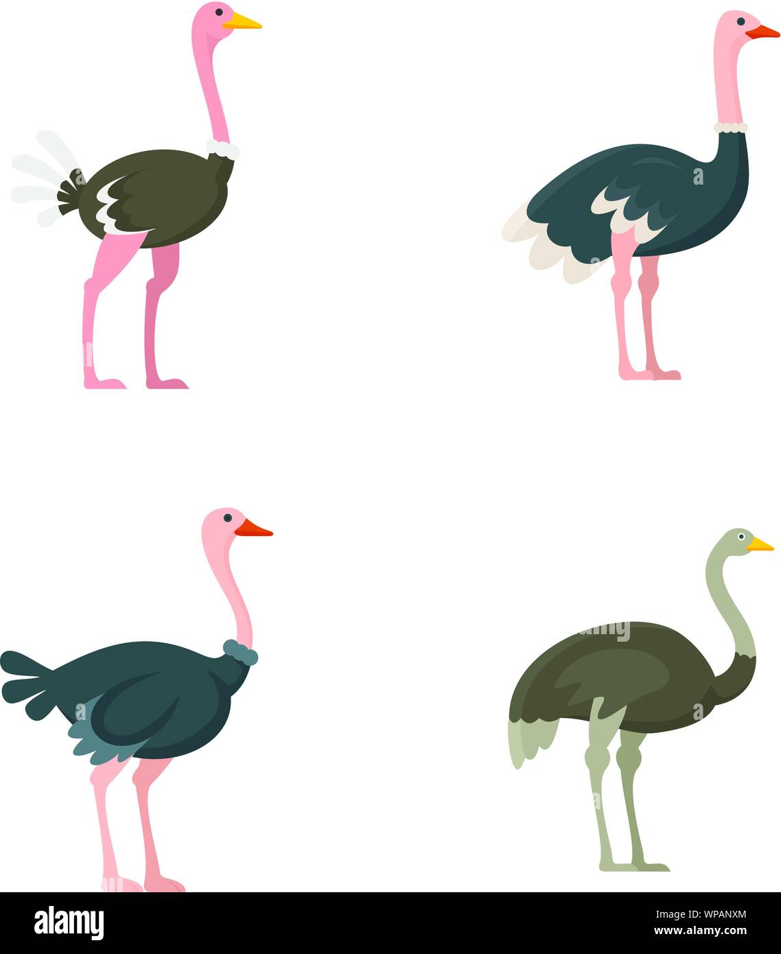 Ostrich icons set. Flat set of ostrich vector icons for web design ...
