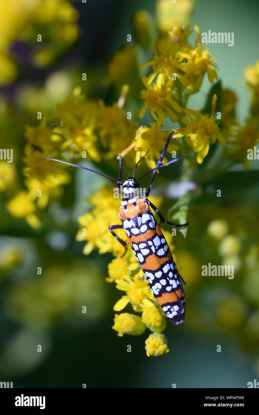 An ailanthus webworm perched on flowering goldenrod at the Dufferin ...