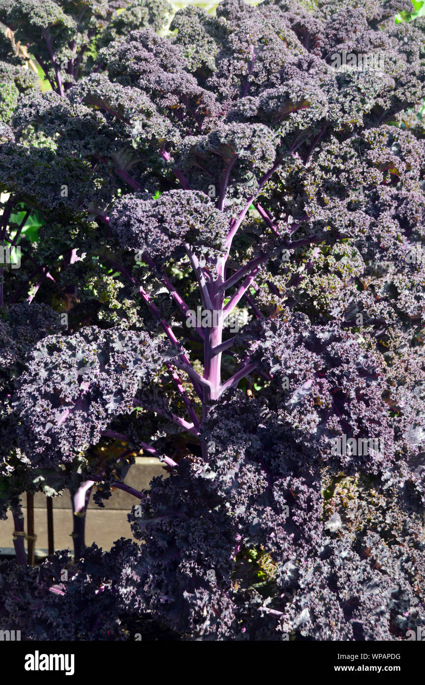Purple kale plants hi-res stock photography and images - Alamy