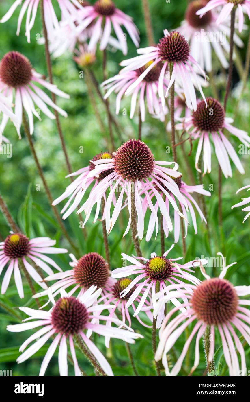 Tennessee coneflower echinacea tennesseensis hi-res stock photography ...
