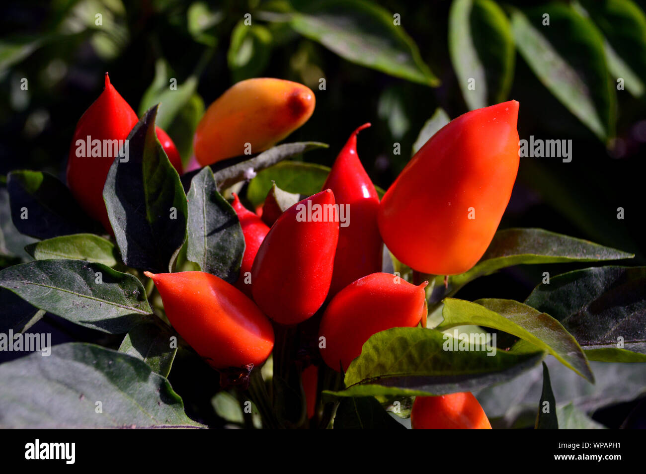 Razzamatazz chilli hi-res stock photography and images - Alamy