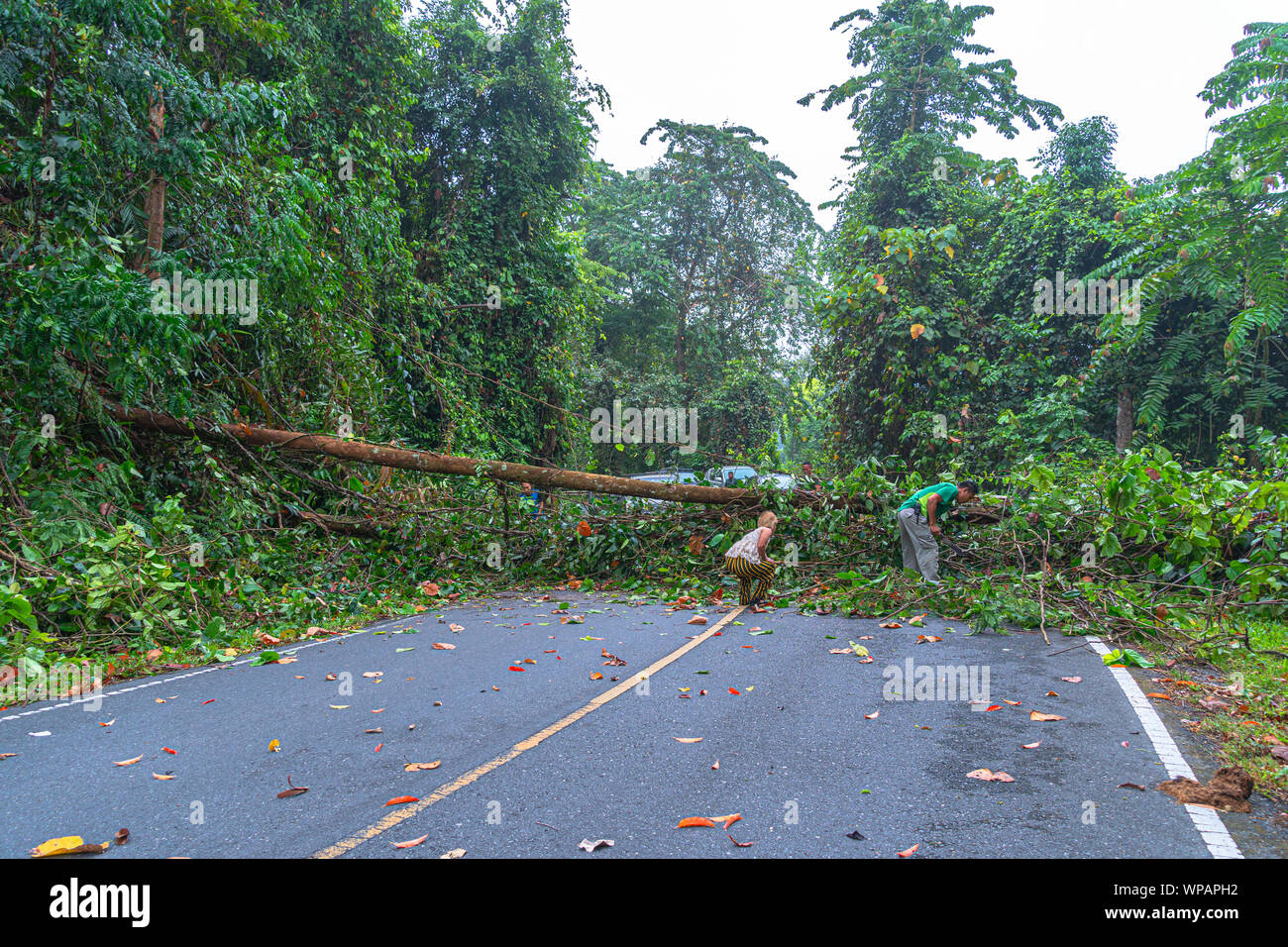 The fallen tree closed the road traffic.Forest officials helped each ...