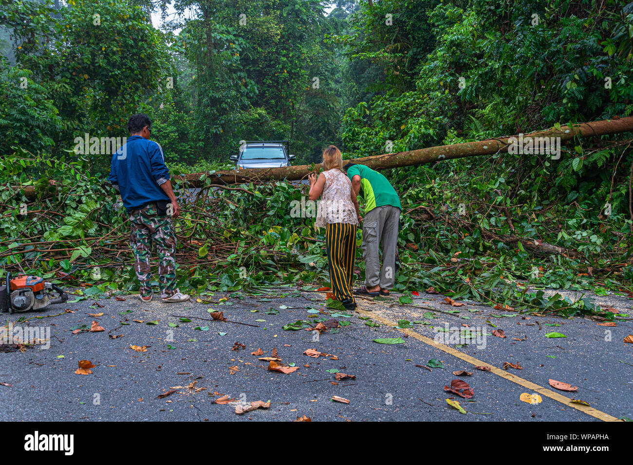 The fallen tree closed the road traffic.Forest officials helped each ...