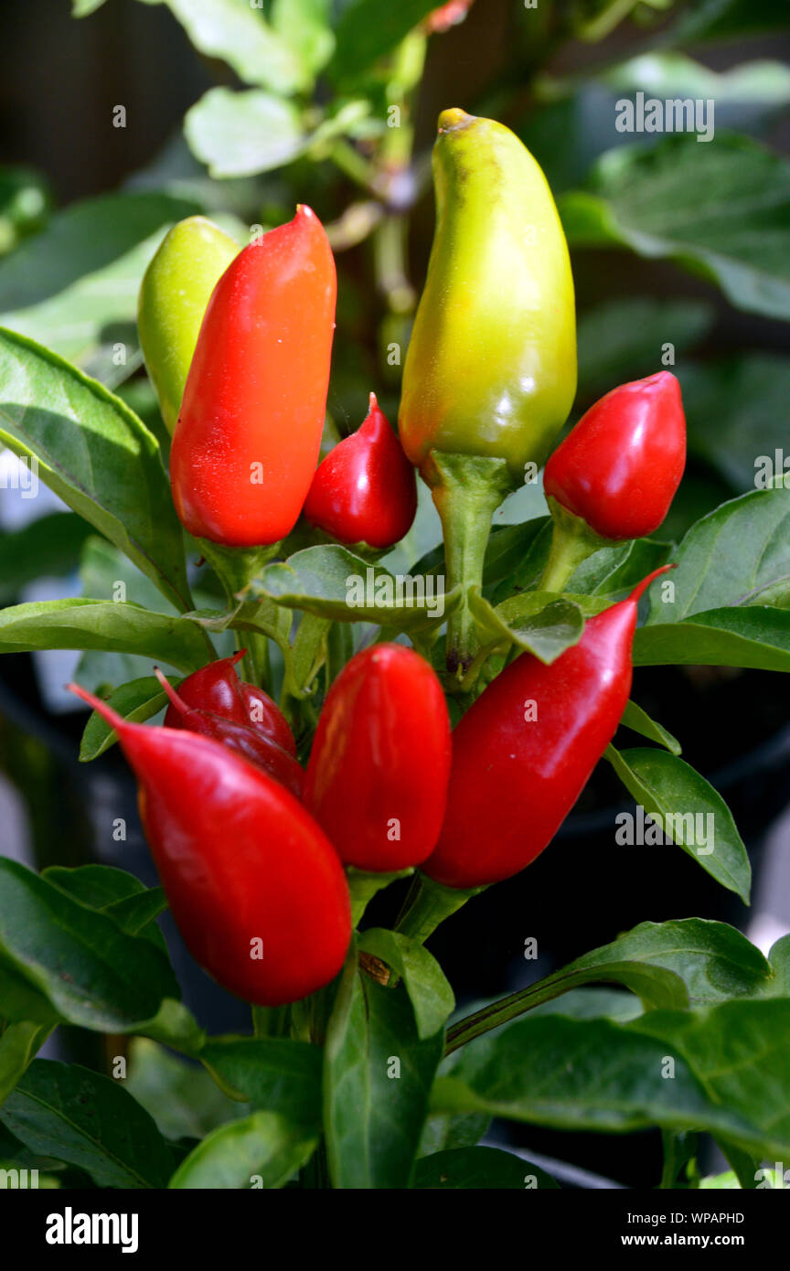 Chilli Pepper (Razzamatazz) grown in a Pot in the Green House at RHS ...