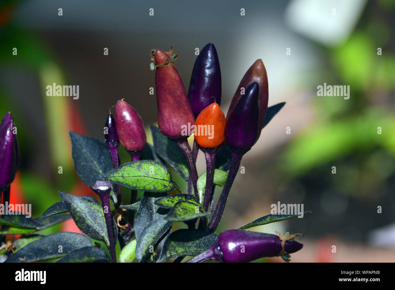 Chilli Pepper (Explosive Ember) grown in a Pot in the Green House at ...