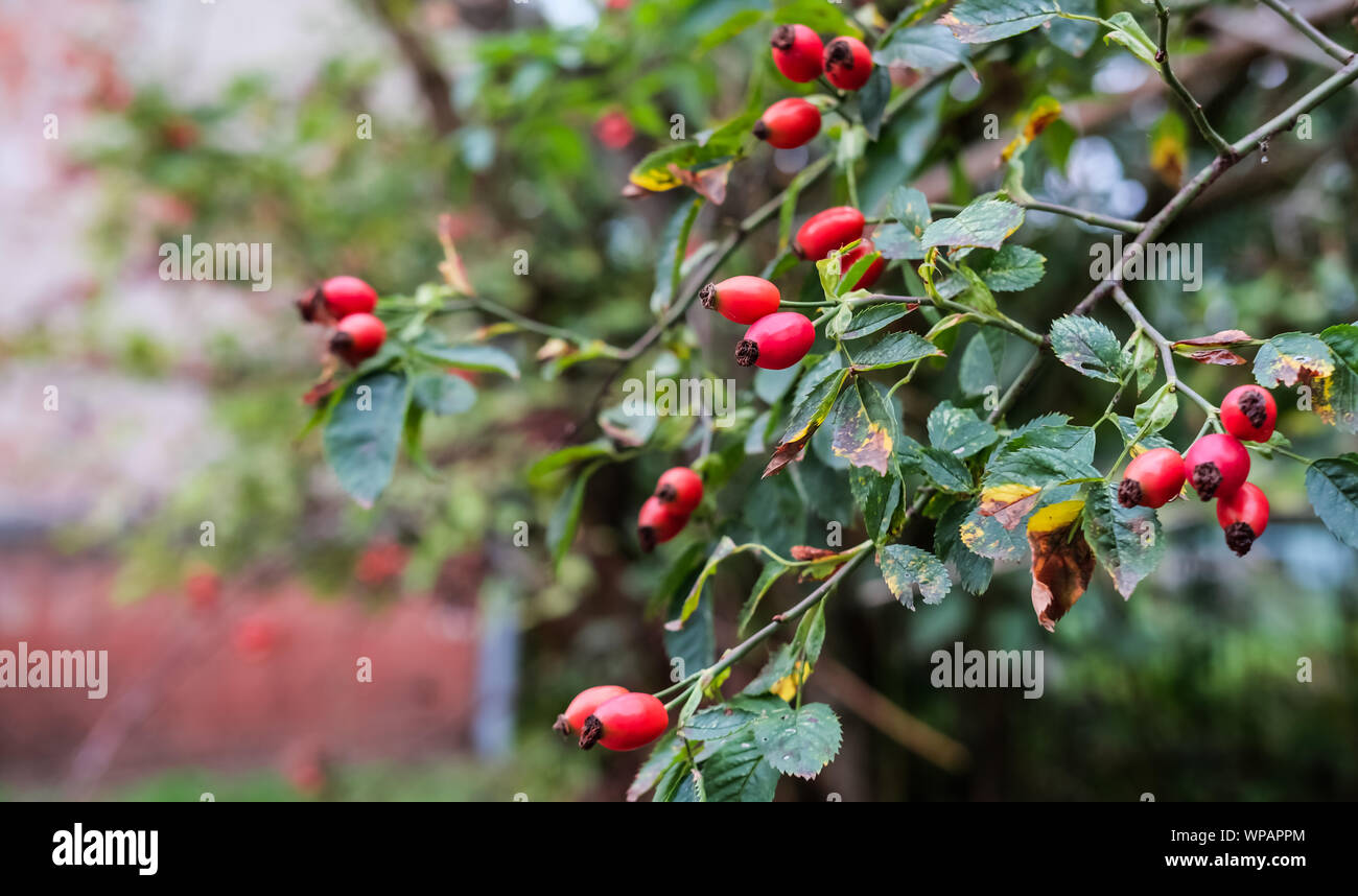 Wild rose fruits Stock Photo - Alamy