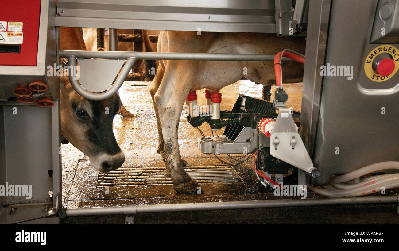 A Robotic milker, milks Jersey dairy cows in the milking parlor at the ...