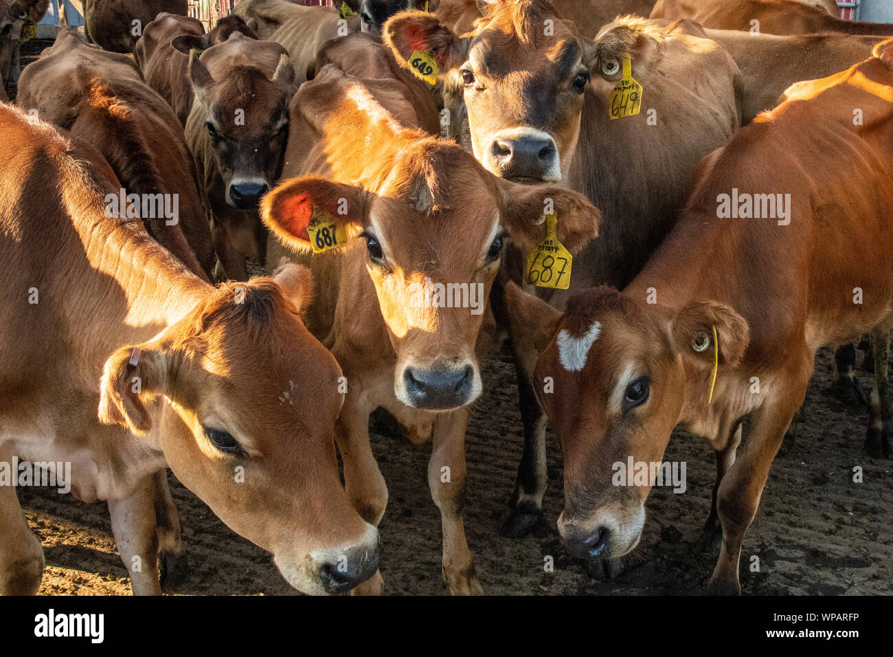Animal waste runoff hi-res stock photography and images - Alamy