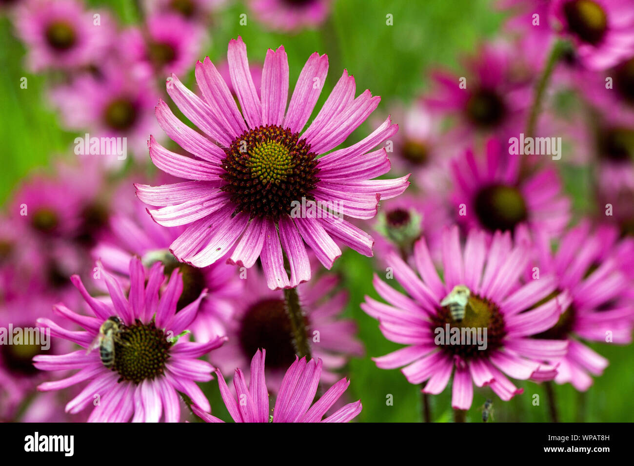 Tennessee Coneflower Echinacea tennesseensis "Rocky Top Stock Photo - Alamy