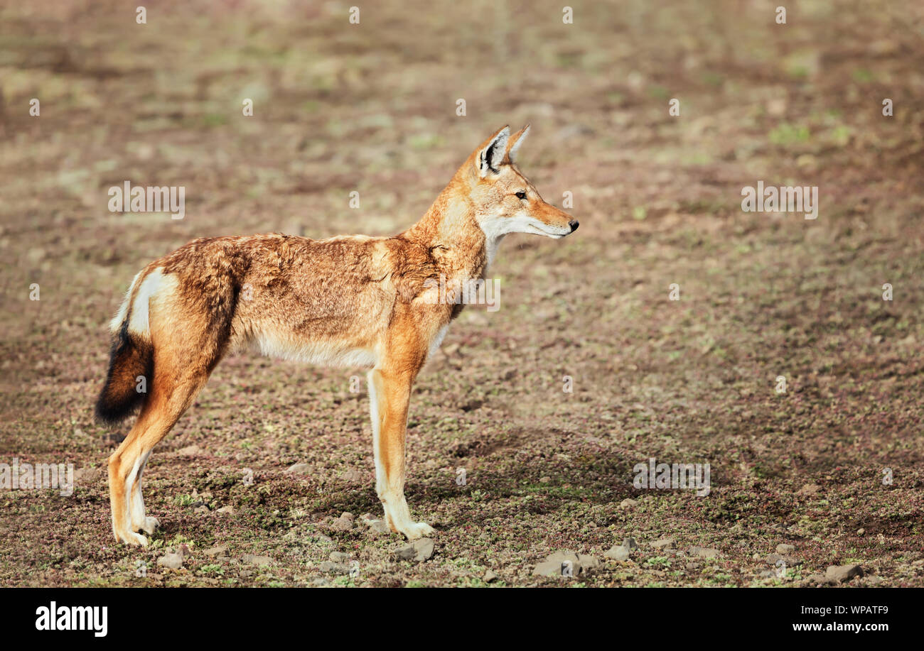 Close up of a rare and endangered Ethiopian wolf (Canis simensis) in ...