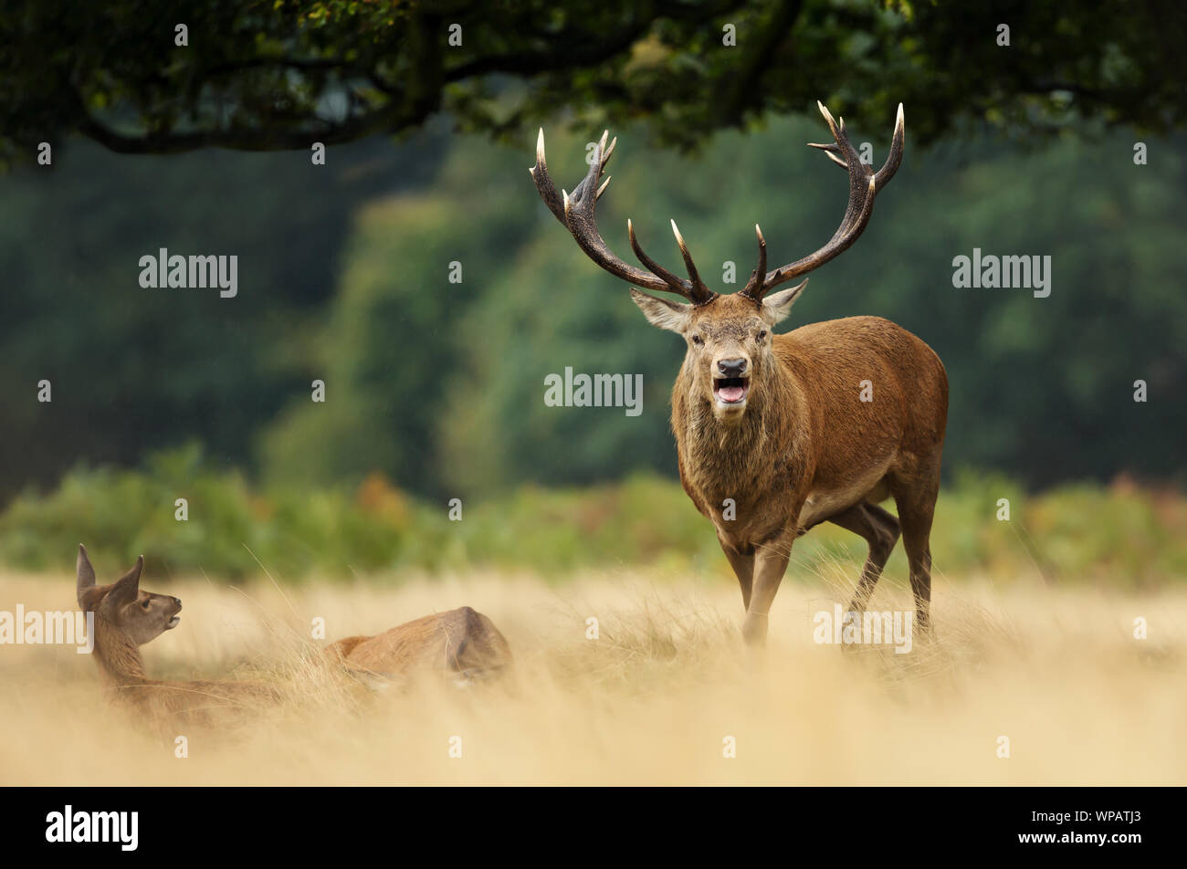 Close-up of a red deer stag calling during rutting season in autumn, UK ...