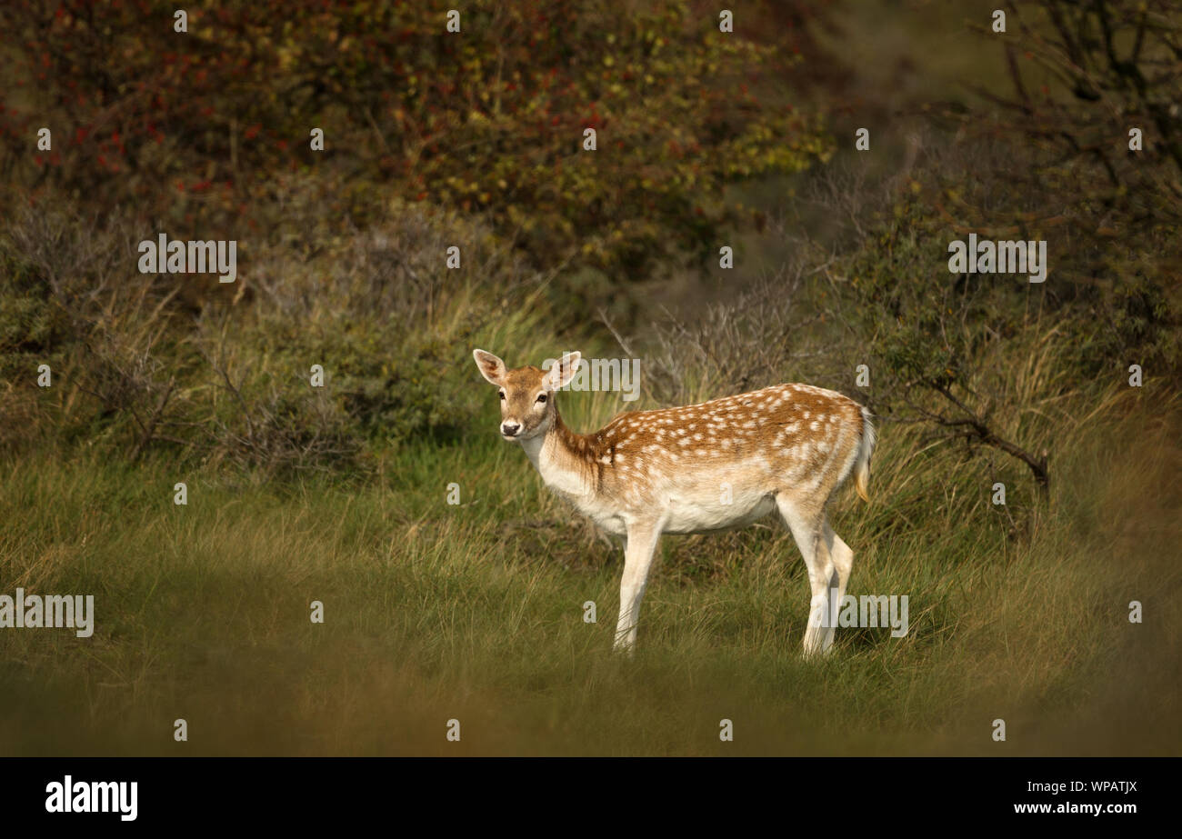 Close-up of a young Fallow deer in the field of grass, UK Stock Photo ...