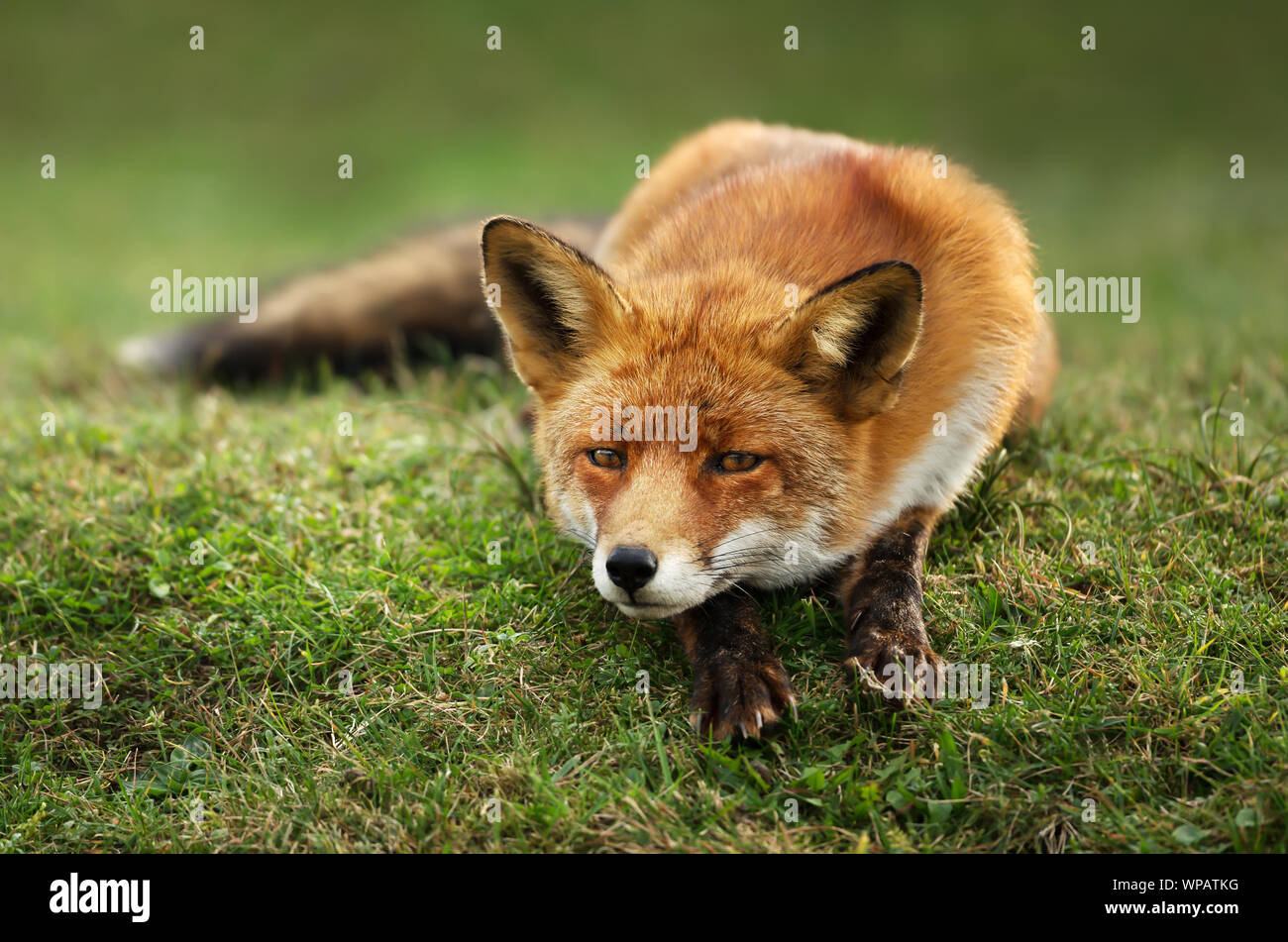 Fox lying in grass hi-res stock photography and images - Alamy