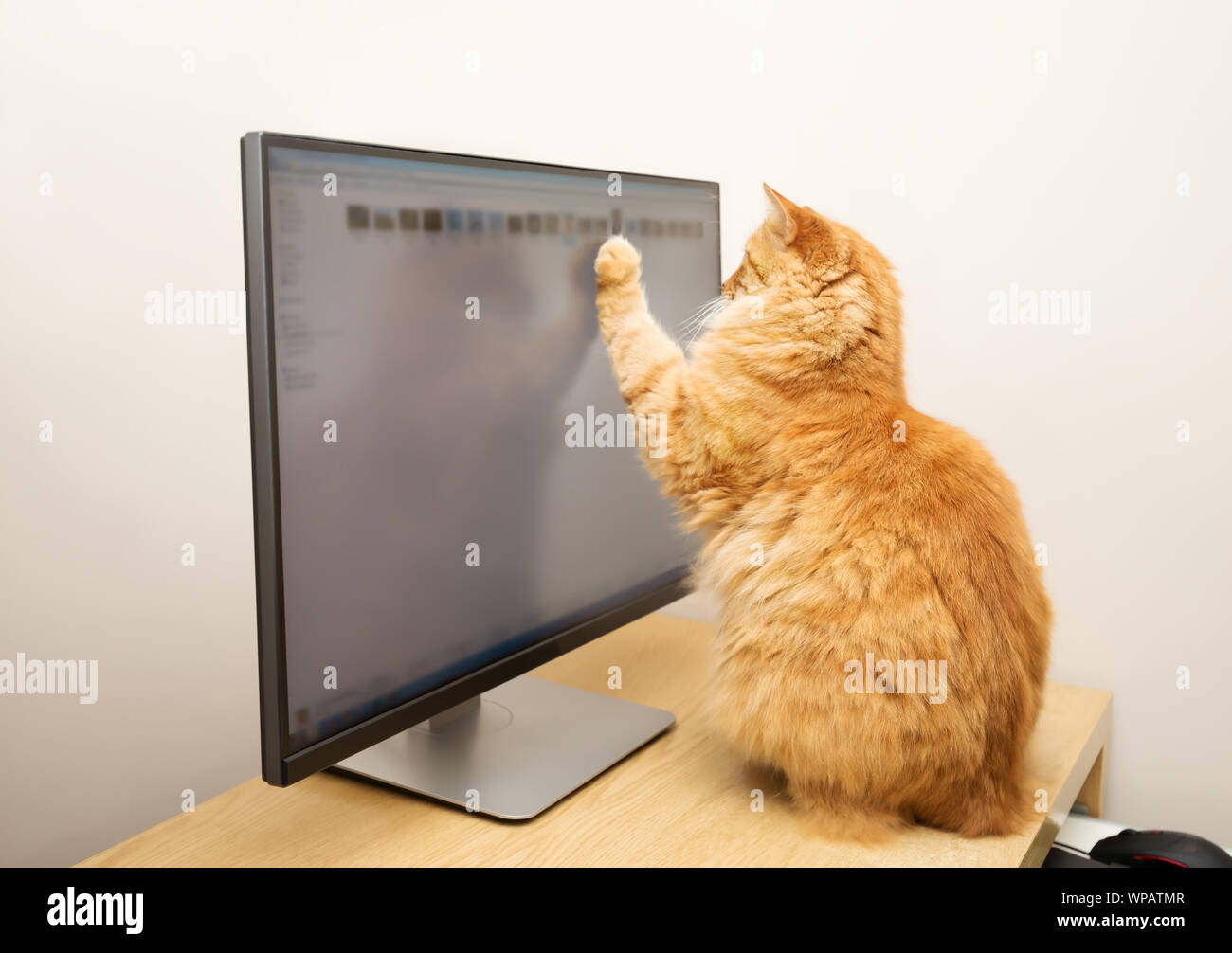 Cat computer screen hi-res stock photography and images - Alamy