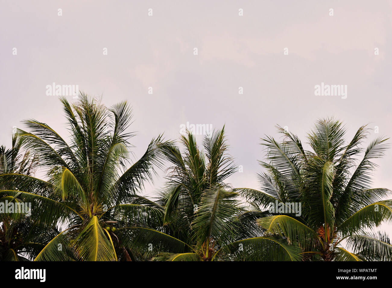 Palm tree tops hi-res stock photography and images - Alamy